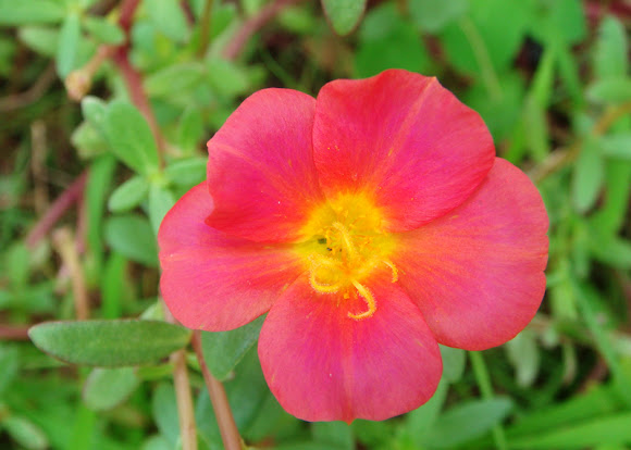 Pink Olasiman | Project Noah