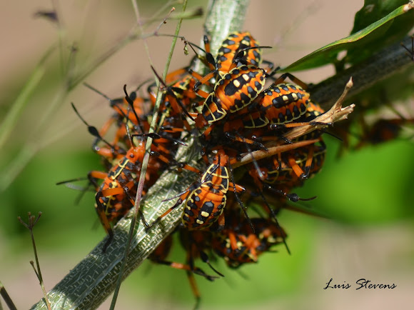Leaf-footed bug nymphs | Project Noah
