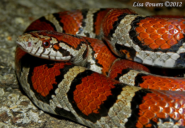 Red x Eastern milk snake | Project Noah