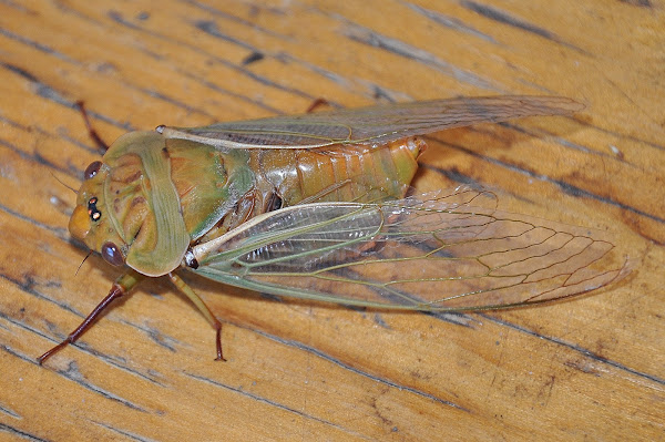 Yellow Monday Cicada | Project Noah