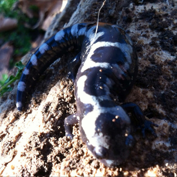 Marbled salamander | Project Noah