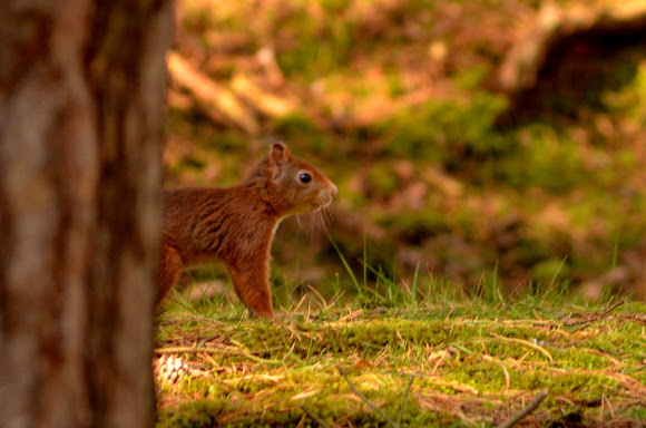 Red Squirrel | Project Noah