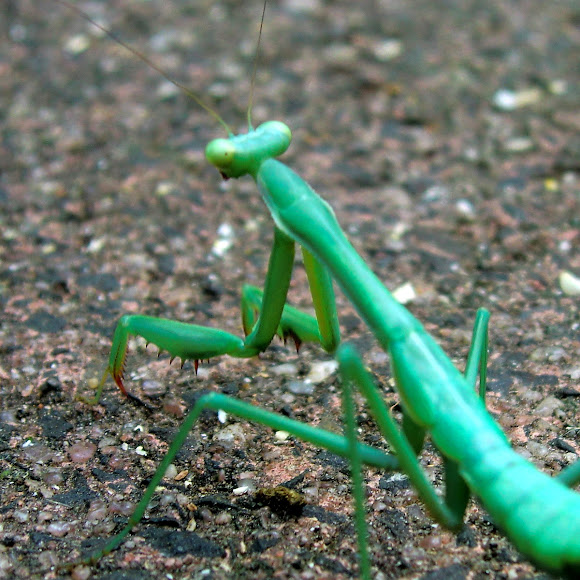 False garden mantis | Project Noah