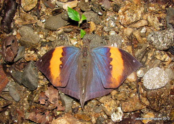 Orange Oakleaf (WSF) | Project Noah