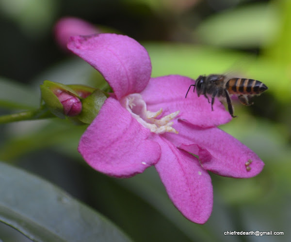 unknown bee on Lemonia, Limonia, Pink Ravenia Flower | Project Noah