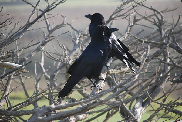 Common Raven | Project Noah