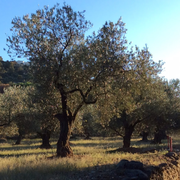 Olivera | Project Noah