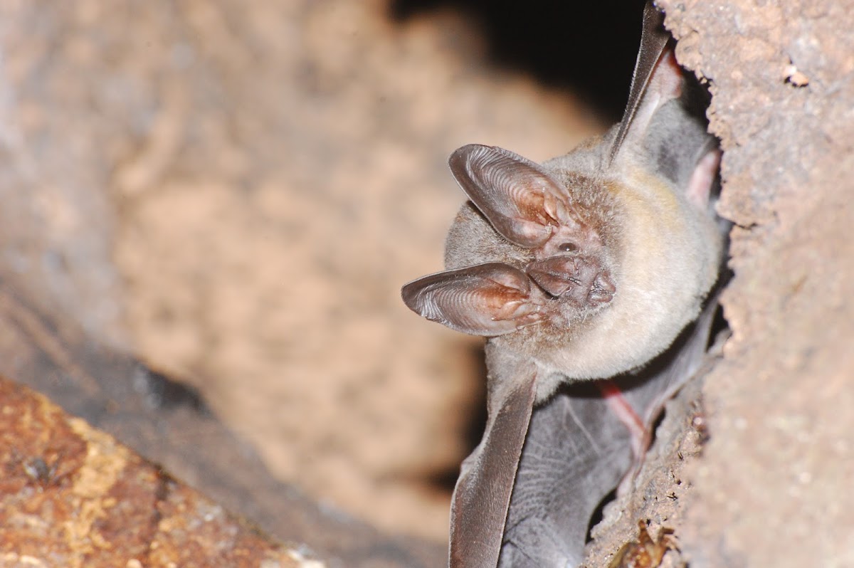 Round-eared bat | Project Noah