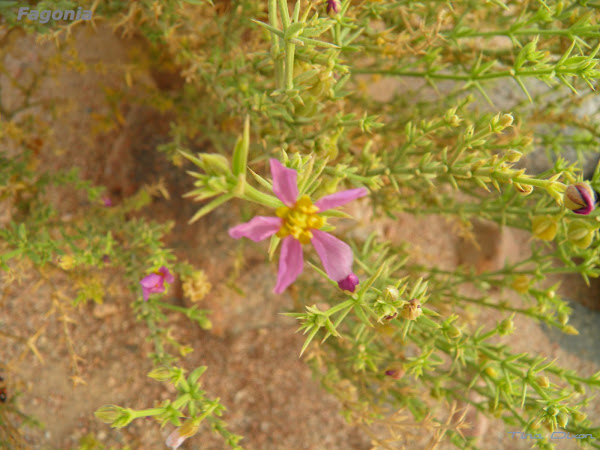 Fagonia | Project Noah