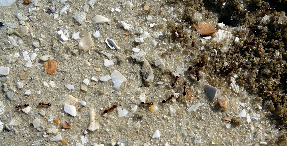 Acrobat Ants | Project Noah