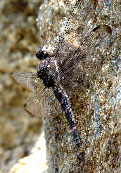 Horned Rock-dweller | Project Noah