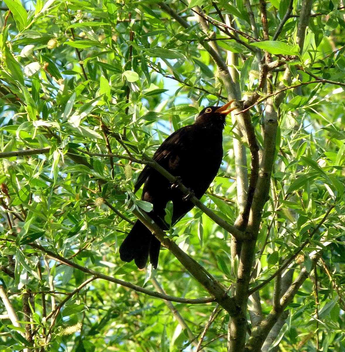 Common Blackbird | Project Noah