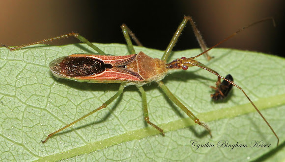 Leafhopper Assassin Bug | Project Noah