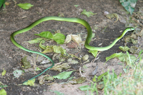 Western Natal Green Snake | Project Noah