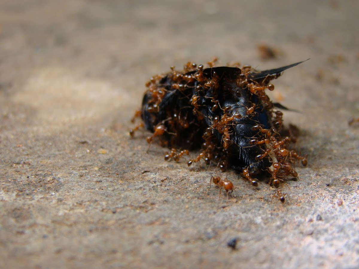 Pharaoh ant | Project Noah