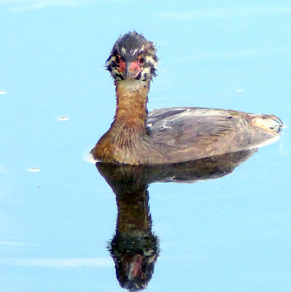 Pied Billed Grebe Chick | Project Noah