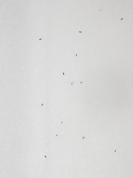 Snow Fleas | Project Noah