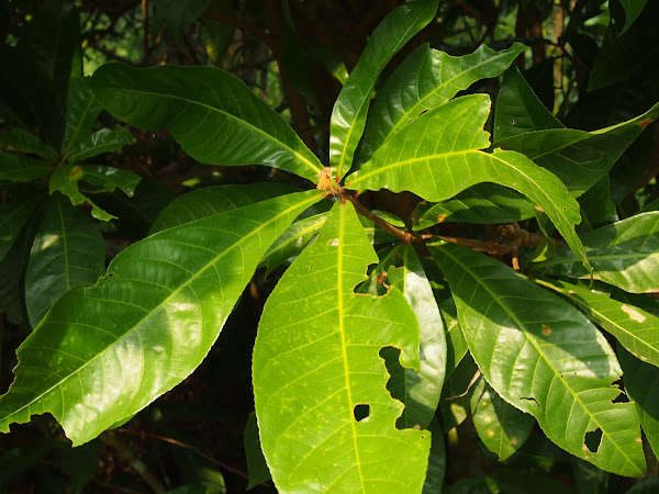 Putat kampong | Project Noah