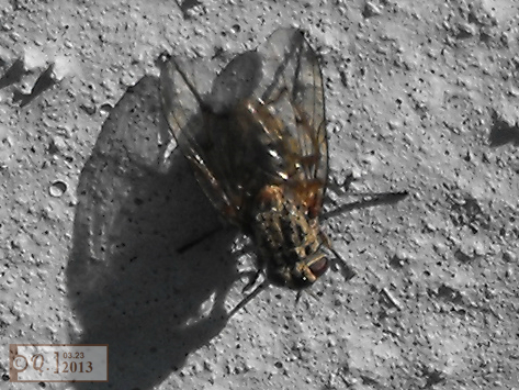 Housefly | Project Noah