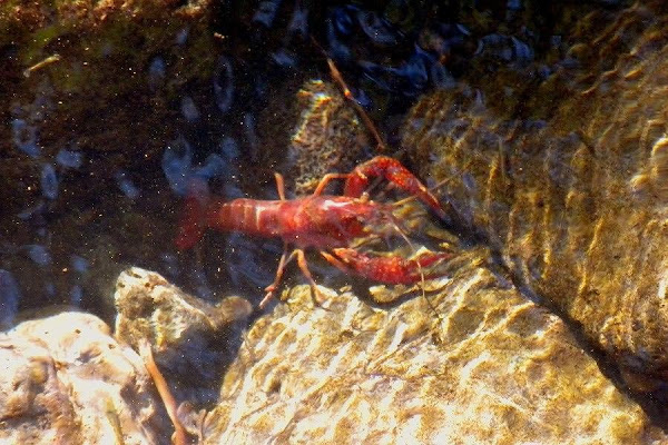 Red Swamp Crawfish | Project Noah