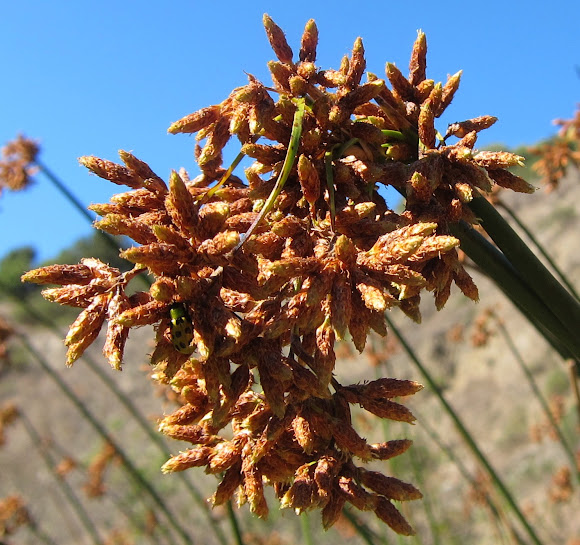 California Bulrush | Project Noah
