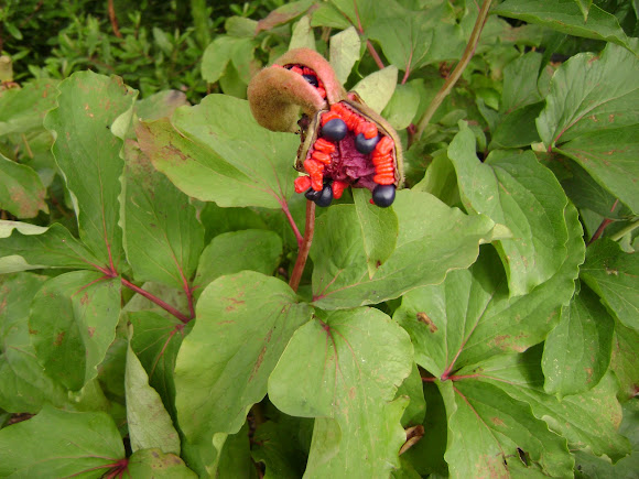 peony seed pods | Project Noah