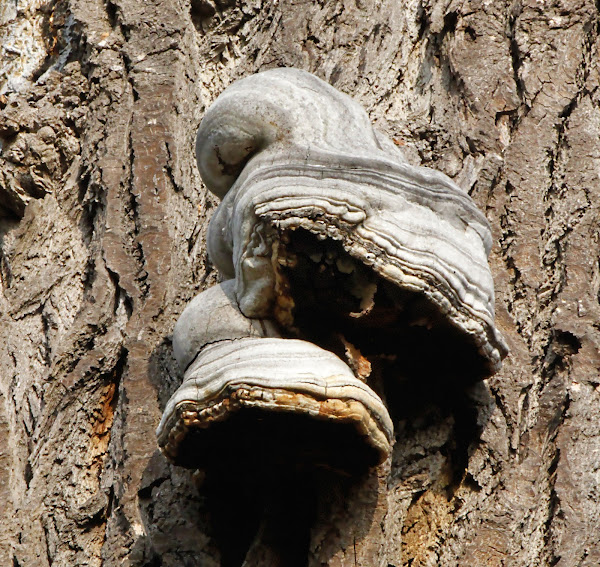 Tinder Fungus, Hoof Fungus, Tinder Conk, Tinder Polypore or Ice Man ...