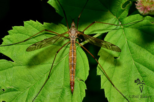 Crane Fly | Project Noah