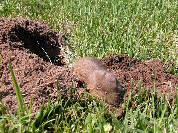 Plains pocket gopher | Project Noah