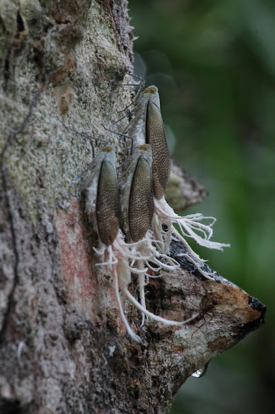 Wax-tailed planthopper | Project Noah