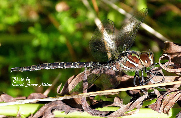 Shadow Darner Dragonfly | Project Noah