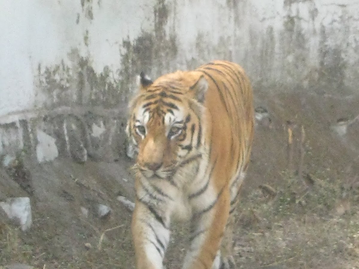 Indian Tiger | Project Noah