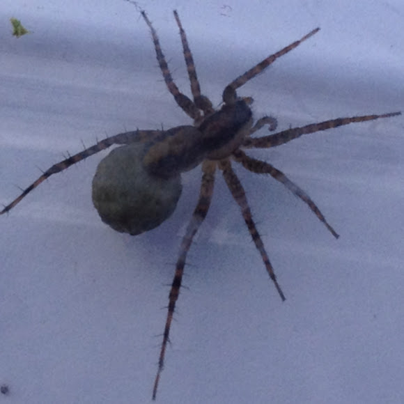 Grass Spider | Project Noah