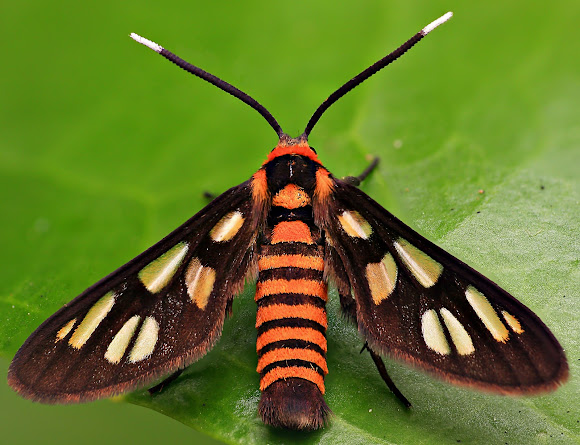 Tiger Moth | Project Noah