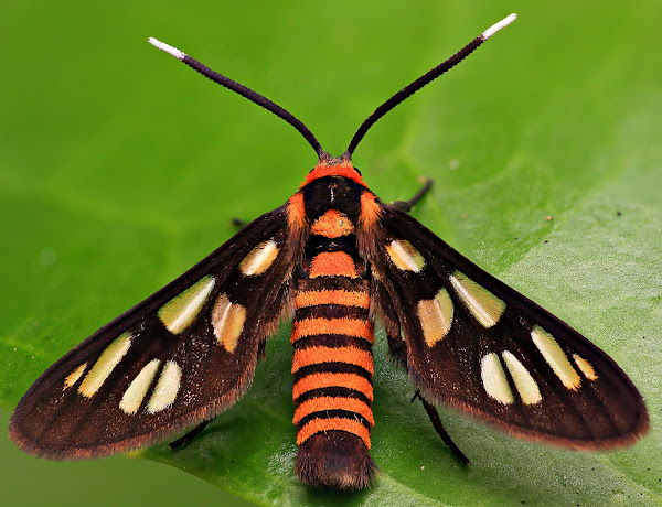 Tiger Moth | Project Noah