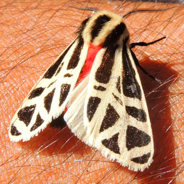 Mexican Tiger Moth | Project Noah