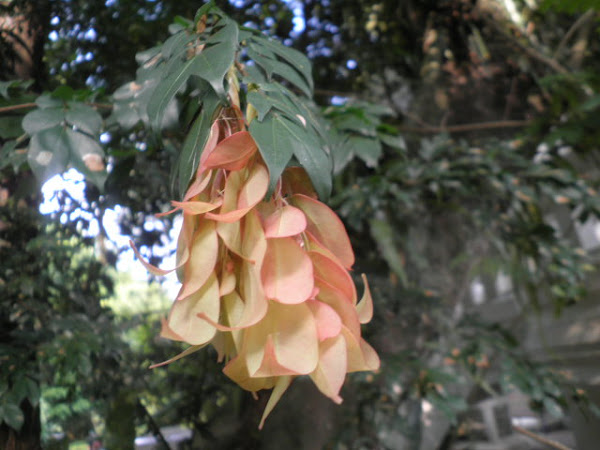 Cynometra Manii Oliv ( Caes ) / Sapu Tangan tree ( indonesia ...