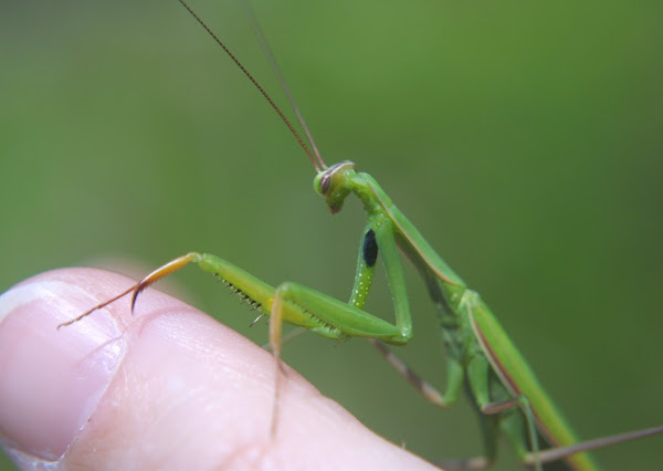 European Mantis, male | Project Noah