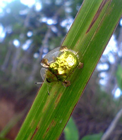 Golden tortoise beetles | Project Noah
