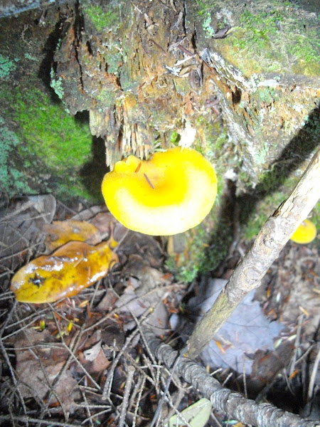 Orange-gilled Waxy Cap | Project Noah
