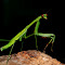 Praying Mantis | Project Noah
