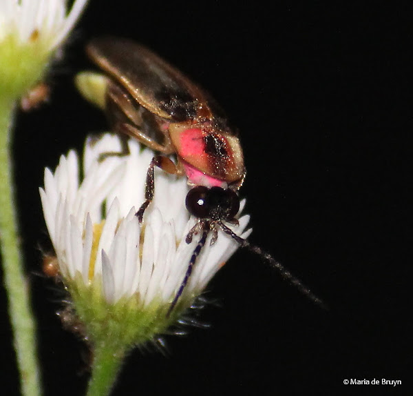 Lightning bug, also known as firefly | Project Noah