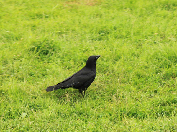 American Crow | Project Noah