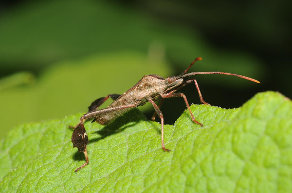 Eastern leaf-footed bug | Project Noah