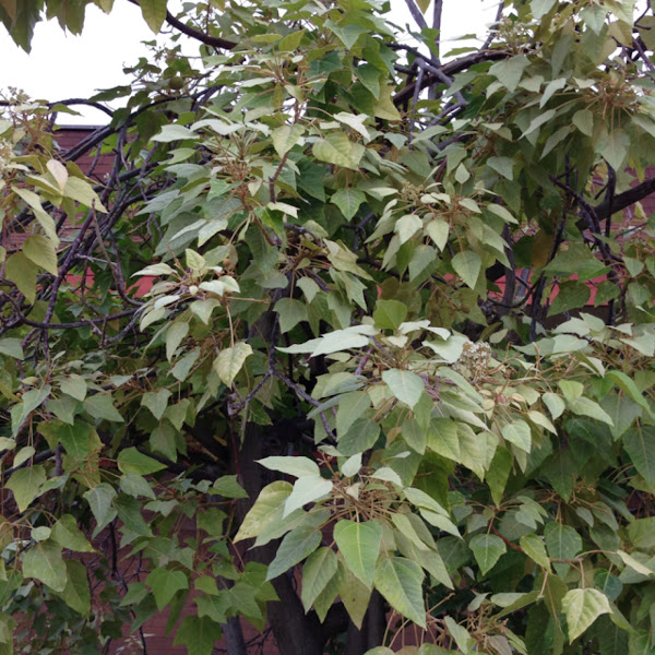 Kukui Nut Tree or Candlenut Tree | Project Noah