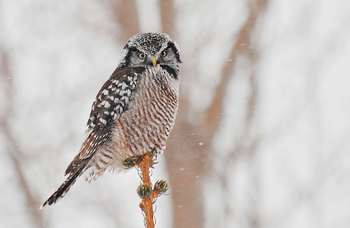 Northern Hawk Owl | Project Noah