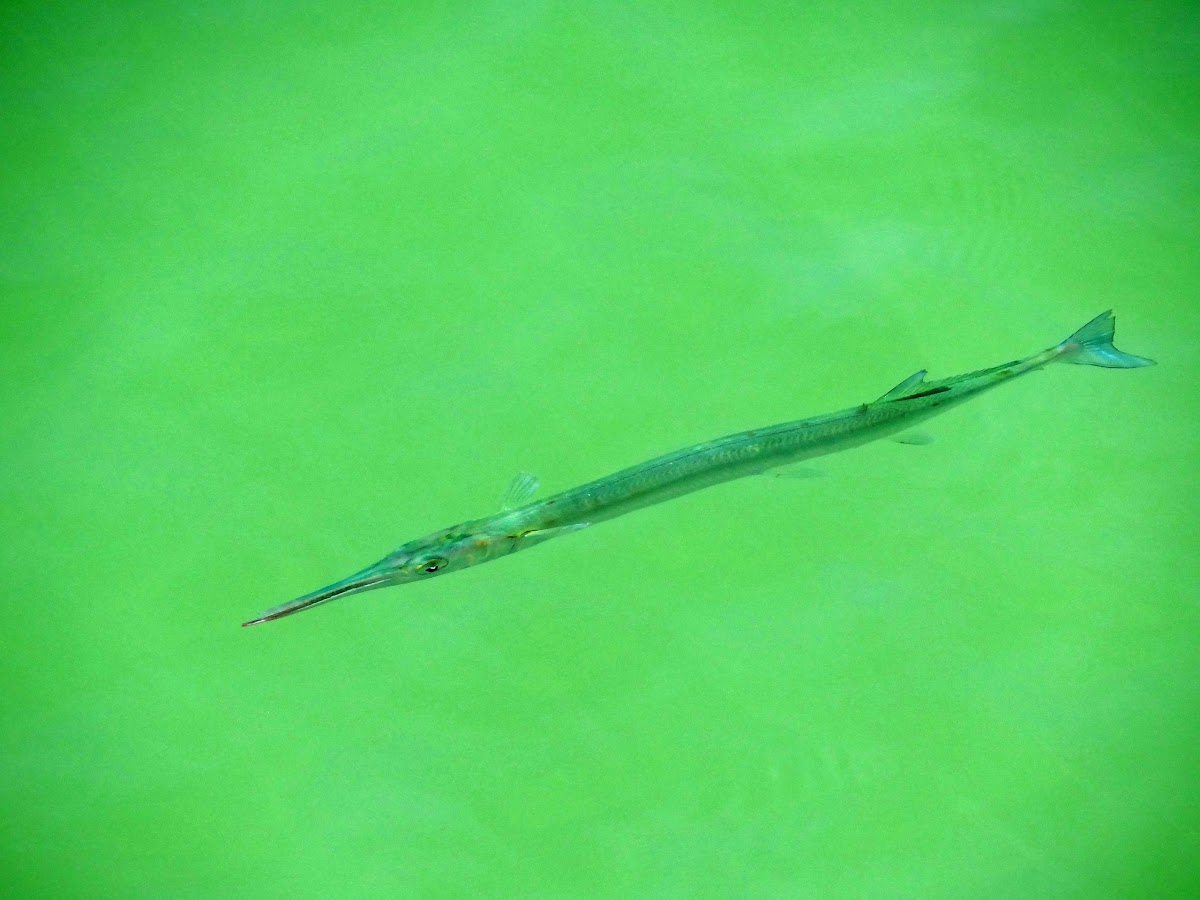 Needle Fish | Project Noah