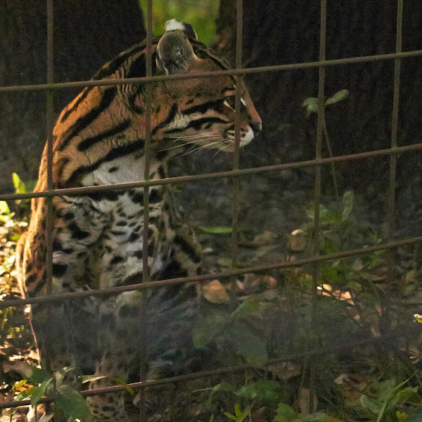 Ocelot | Project Noah