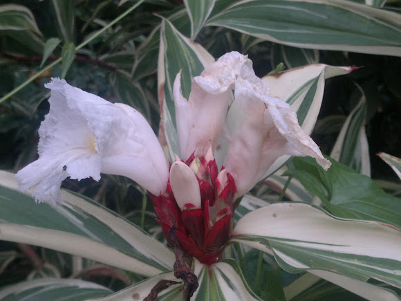 Variegated Spiral Ginger | Project Noah