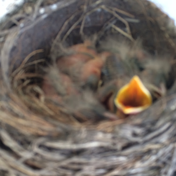 Robin Hatchlings | Project Noah